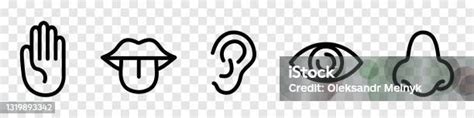 파이브 센스 아이콘 컬렉션 눈 코 귀 손 입 혀 표지판 시력 냄새 청각 터치 맛 벡터 아이콘 투명한 배경에서 격리 감각 지각에 대한 스톡 벡터 아트 및 기타 이미지 Istock