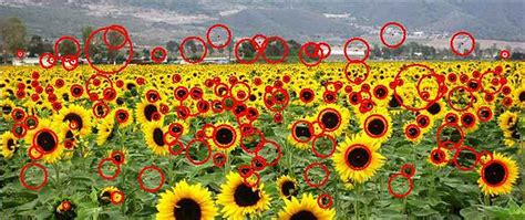 Example Detect Interest Points Boofcv