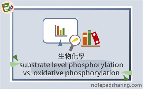 Substrate Level Phosphorylation Vs Oxidative Phosphorylation 重點列項 舉例說明 筆記共享網站
