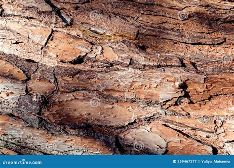 Tree Bark Background Stock Image Image Of Texture 259467277