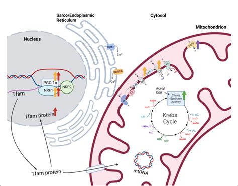 Mpacts Of Selenium Supplementation Or Treatment On Mitochondrial