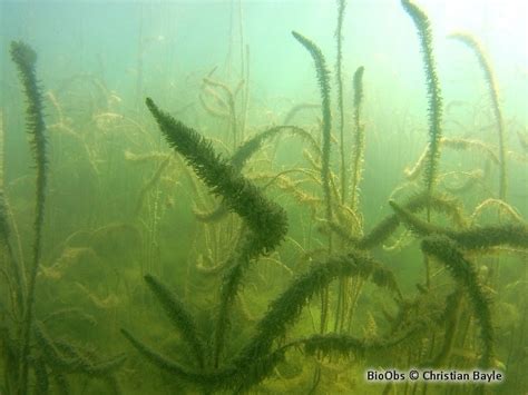 Élodée Du Canada Elodea Canadensis Bioobs