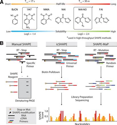 Comparison Of SHAPE Reagents For Mapping RNA Structures Inside Living Cells