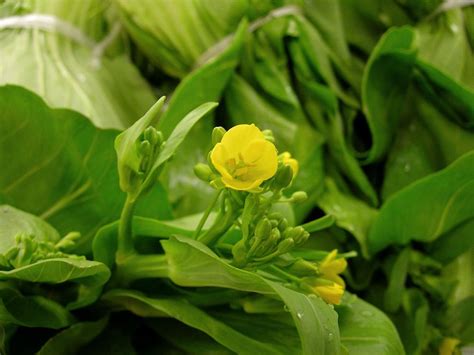 Australian Brassicaceae
