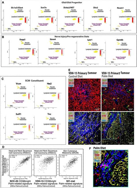 Ecm Components Related To Tumour Associated Schwann Cells Are Increased
