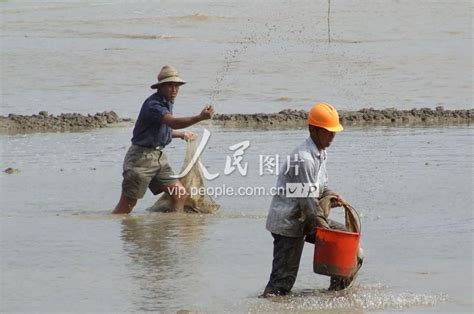 浙江玉环蚶苗播种正当时 人民图片网