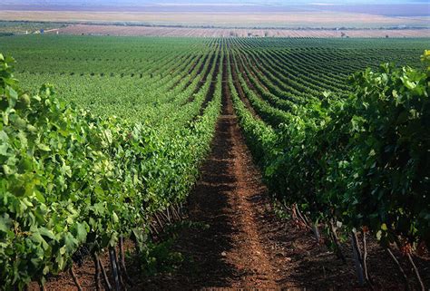 Лозя и винени сортове Винпром Карнобат