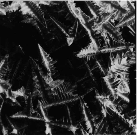 Dendritic Structure Within The Two Phase Mushy Zone This Structure Has