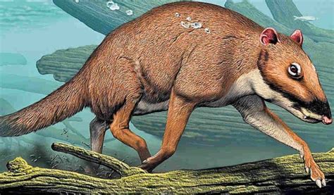 Kangaroo Running On A Log