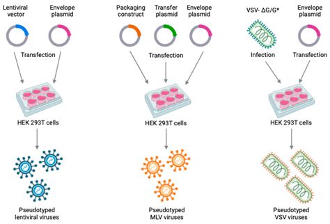 Pseudovirus Based Systems For Screening Natural Antiviral Agents A Comprehensive Review