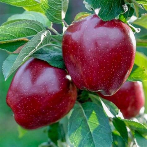 Яблоня Ред Чиф (Однолетний, ОКС) - купить Саженцы яблонь в Киеве и ...