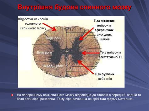 Зовнішня і внутрішня будова спинного мозку Оболони спинного мозку