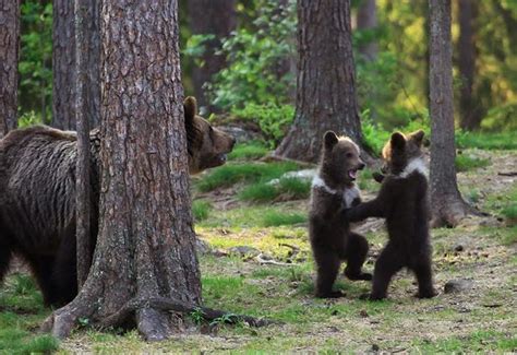 Dancing Bears And Mirror Lakes Valtteri Mulkahainens Striking Nature Photos