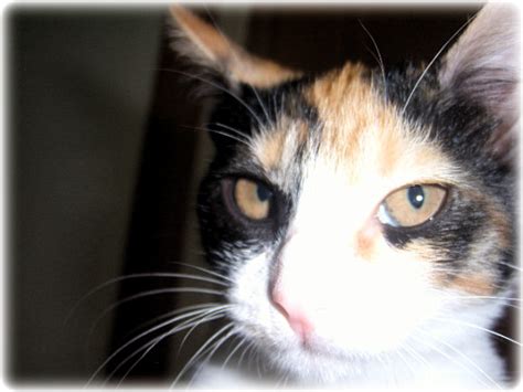 반디 클로즈업 사진