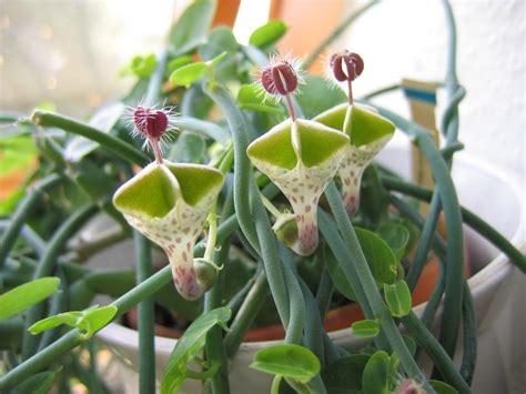 Ceropegia Sandersonii Care
