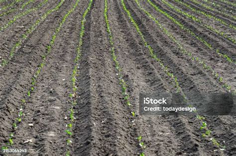 심은 양배추 묘목의 밭 줄 밭에 양배추의 녹색 묘목 농업 개념 0명에 대한 스톡 사진 및 기타 이미지 0명 가을 긴