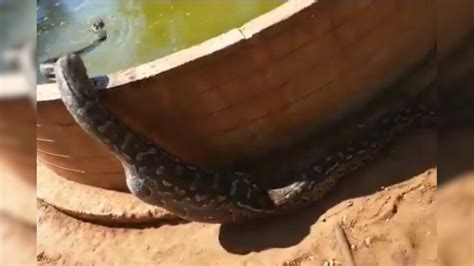 Gigantic Python Cools Down In Water After Having A Meal Video Leaves