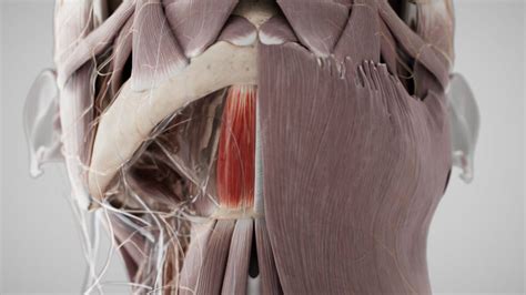 Musculus Stylohyoideus