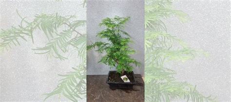 Бонсай Метасеквойя 20/50 купить в Москве | Товары для дома и дачи | Авито