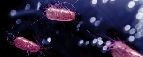 Escherichia Coli E Coli What Ipc Professionals Should Know