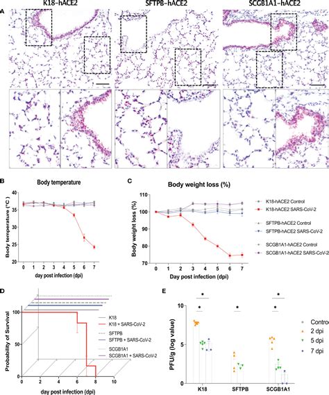 Frontiers Mouse Models Of Lung Specific Sars Cov 2 Infection With Moderate Pathological Traits