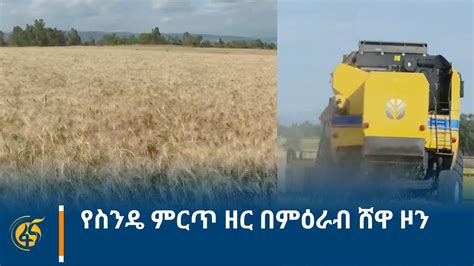 የስንዴ ምርጥ ዘር በምዕራብ ሸዋ ዞን Youtube