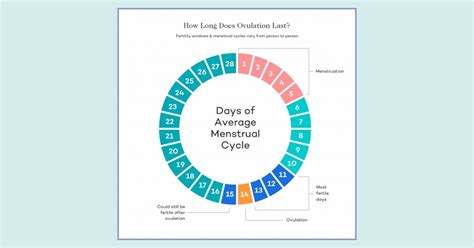 Understanding Your Menstrual Cycle Savannah Care Center
