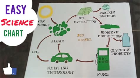 Charts For Science Projects Science Project On Chart Paper Youtube