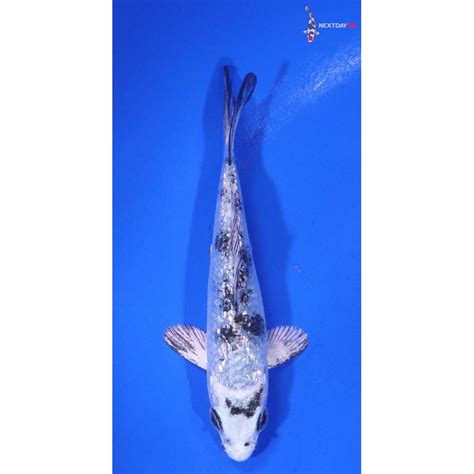 35” Imported Gin Rin Gin Shiro Bekko Next Day Koi