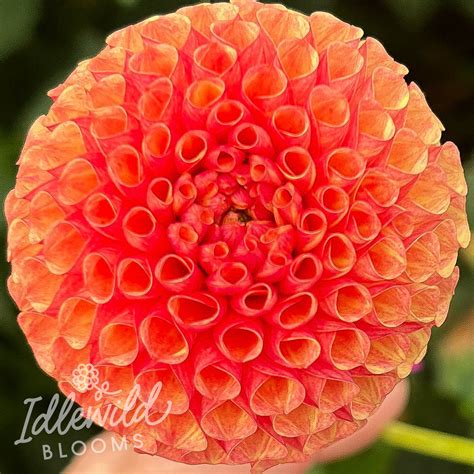Tiny Dahlia Tuber Tiny Flower Bulb And Information Idlewild Blooms
