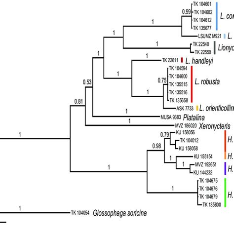 Bayesian Phylogeny Of The Three Combined Genes Cytb 400bp Fgb I7 Download Scientific