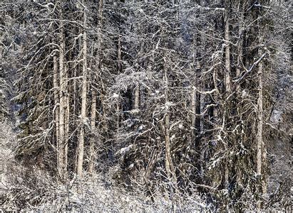 白雪覆盖了阿拉斯加森林的通道带着日高清图片下载 正版图片502974948 摄图网