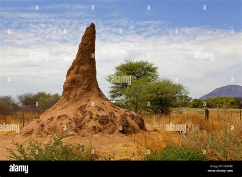 Ancient Termite Megapolis As Large As Britain Found In Brazil Vwnk