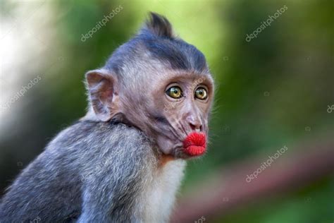 Monkey Wearing Red Lipstick Lipstutorial Org
