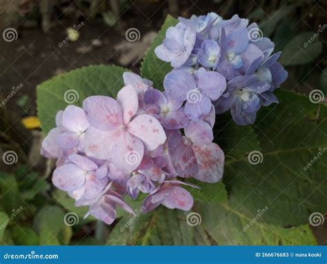 Hydrangea Macrophylla Flowers Are Purple Ada Pink And Have Wide Green Leaves And Jagged At The