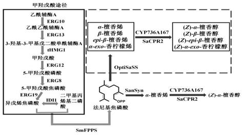 一种高产檀香烯和檀香醇的酿酒酵母工程菌及其构建方法与应用 2