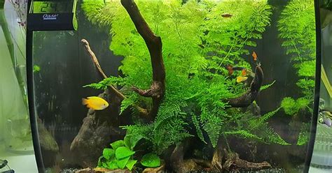 Fluval Flex 57 Album On Imgur