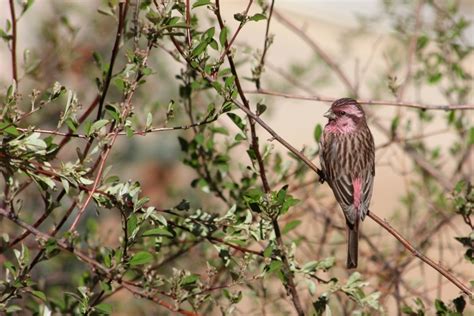 Pink Rumped Rosefinch From Xian De Dêgê Préfecture Autonome Tibétaine