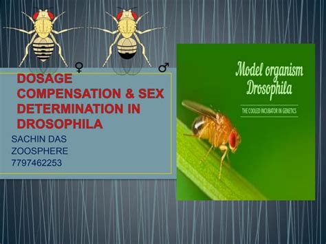 Dosage Compensation ∧ Sex Determination In Drosophila Pptx