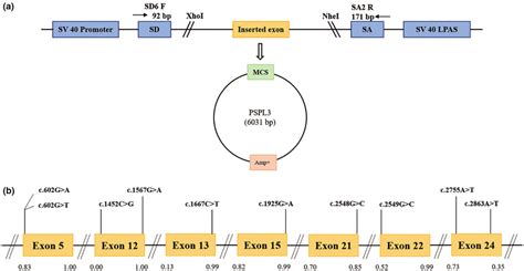 Schematic Representation Of The Minigene Splicing Assay Constructed By Download Scientific