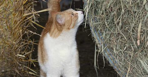 猫の相棒はgⅠ馬 「ネコパンチ」入厩でたまらず北海道新冠町の養老牧場へ 産経ニュース