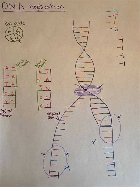 Dna Replication Diagram Quizlet