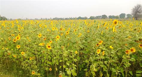 မင်းဘူး စကု မြို့နယ်၌ ၂၀၂၂ ၂၀၂၃ ဘဏ္ဍာနှစ်တွင် နေကြာသီးနှံ ဧက ၄၀၀၀၀ ကျော် တိုးချဲ့၍ လျာထားစိုက်ပ
