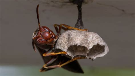 Wasp Nest Signs Identification And How To Get Rid Of Them