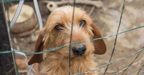 Multaron Con 15 Mdp A Hombre Con Criadero De Perros En Monterrey