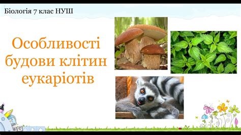 Біологія 7 клас НУШ Особливості будови клітин еукаріотів Youtube