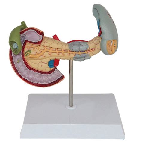 Buy Spleen Pancreaticobiliary Duodenum Pathology Model Pancreas Duodenum And Gallbladder Human
