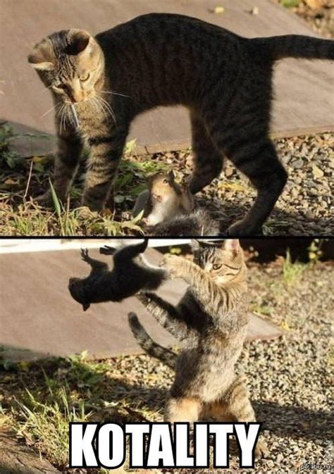 Kotality Пикабу