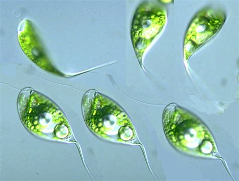 Protist Images Phacus