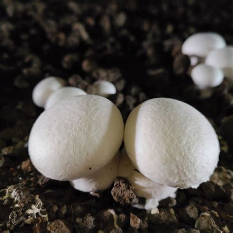 식용버섯 종류 사진과 이름 Lithium 클라우드